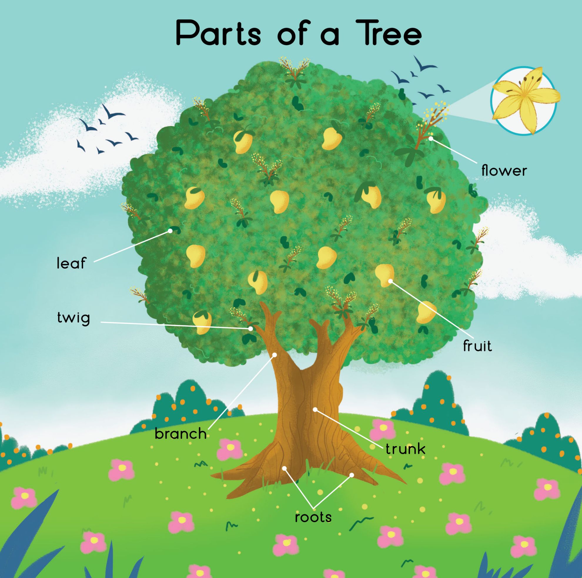 Learning is Fun. SMART KIDS LIFE CYCLE OF A TREE